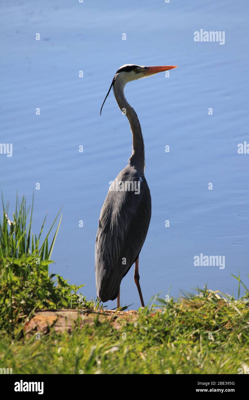 Heron with a short neck hi-res stock photography and images - Alamy