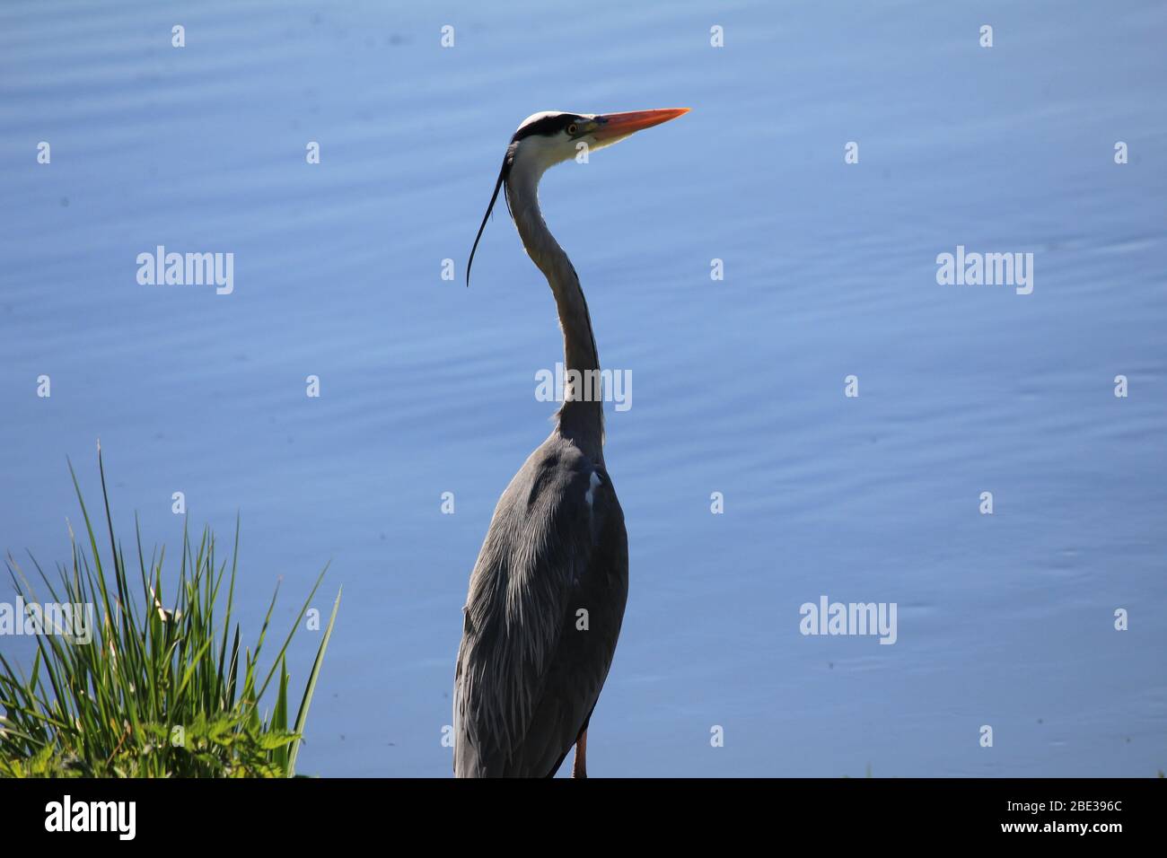 Heron with a short neck hi-res stock photography and images - Alamy