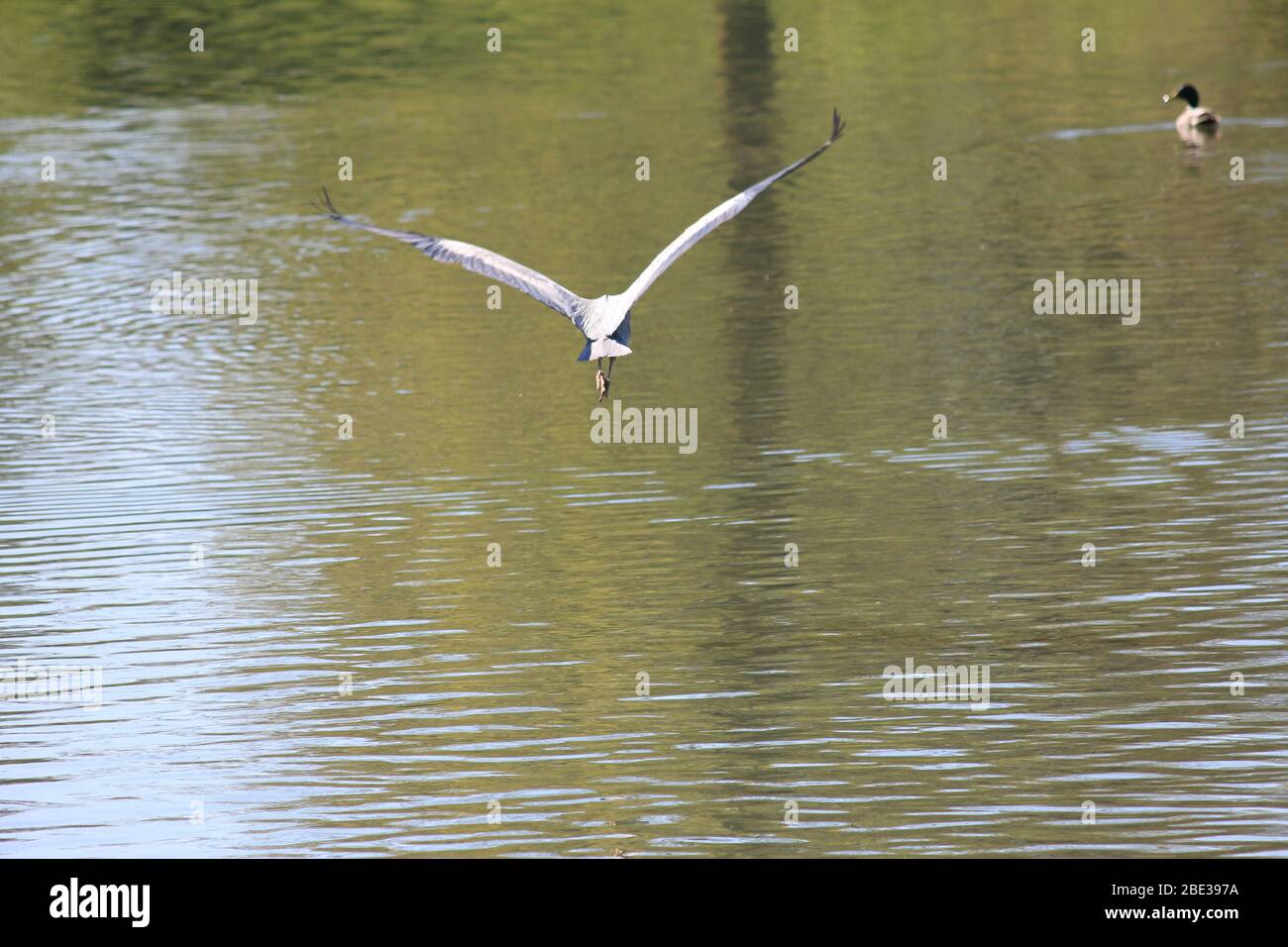 Heron with a short neck hi-res stock photography and images - Alamy