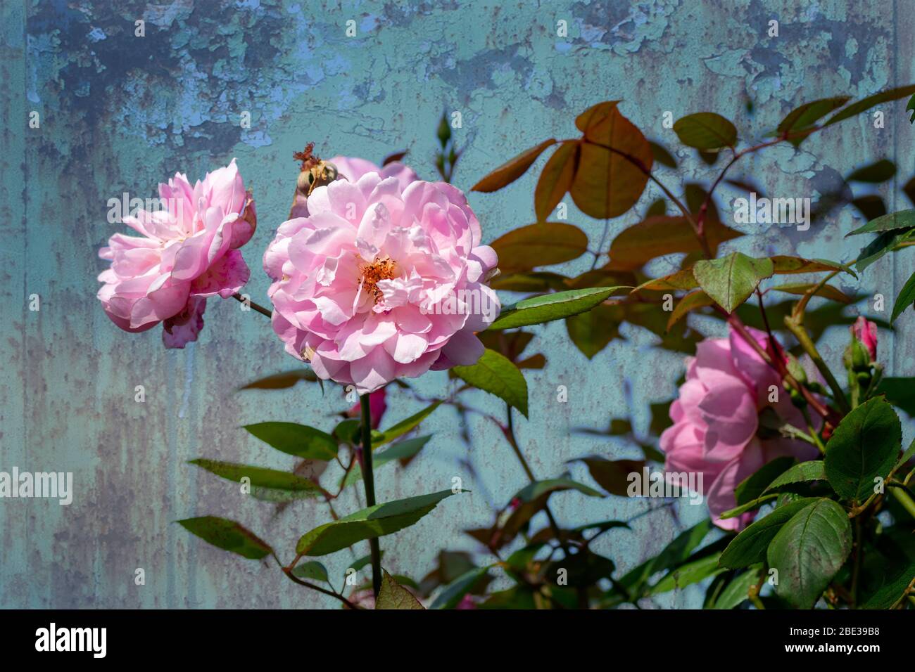 A large pink rose flowering in summer, showing its beauty Stock Photo ...
