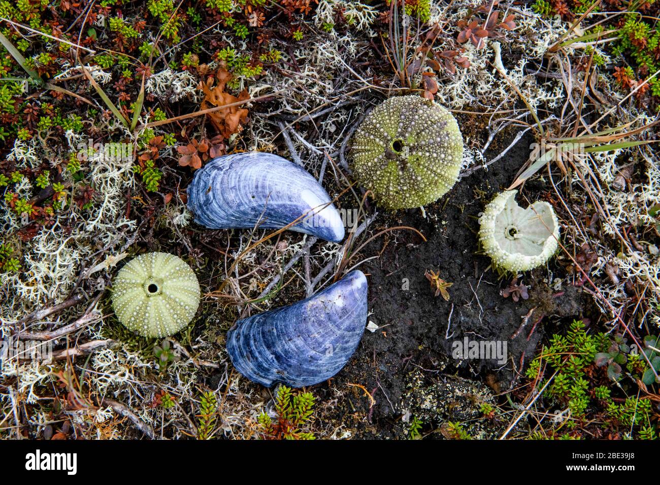 Southern newfoundland hi-res stock photography and images - Alamy