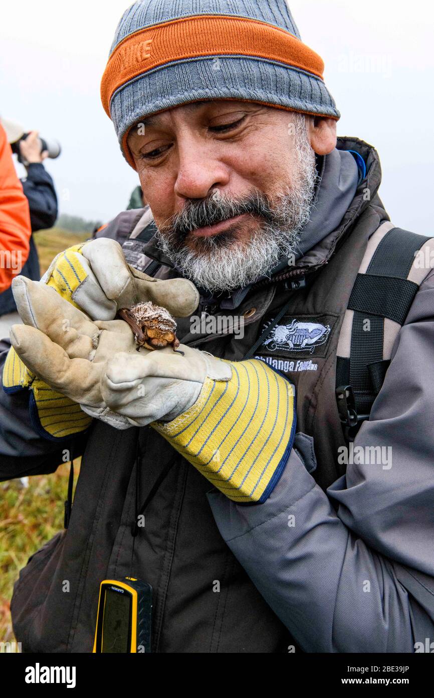 Baby bat hi-res stock photography and images - Alamy