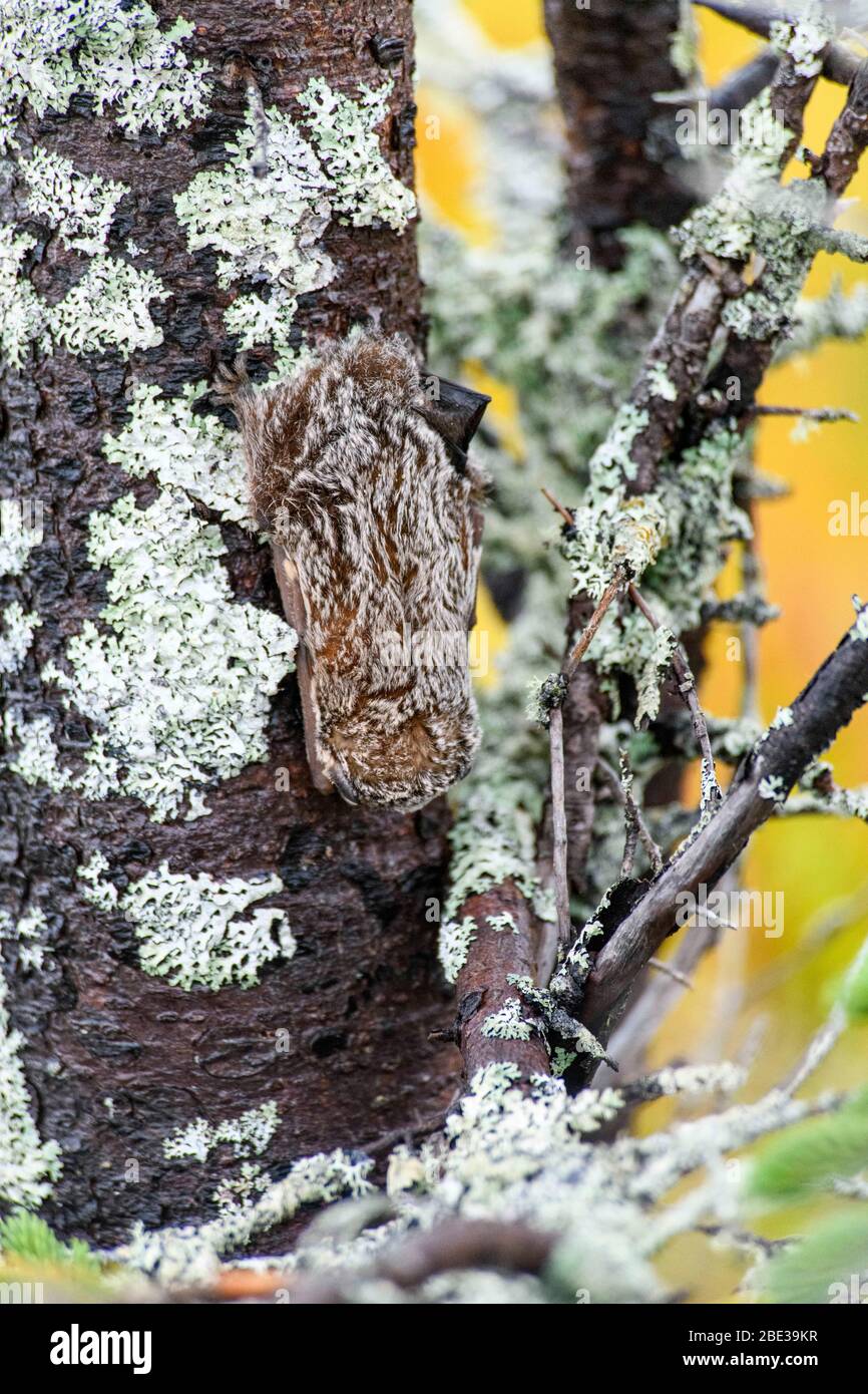 Canadian Maritimes, Canada, Southern Newfoundland. Coinnoire Bay. Baby ...