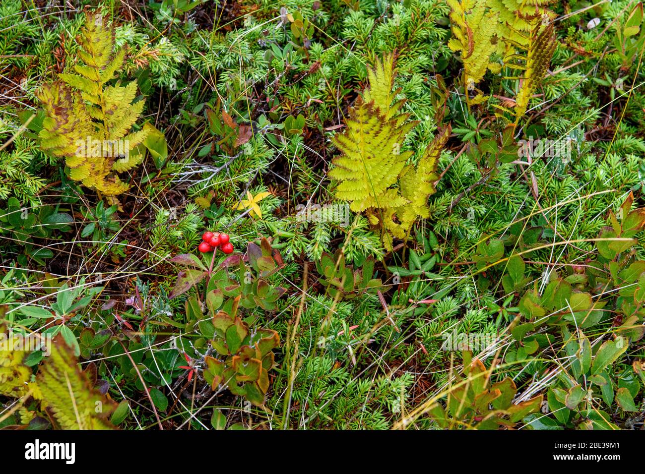 Canadian Maritimes, Canada, Southern Newfoundland. Coinnoire Bay ...