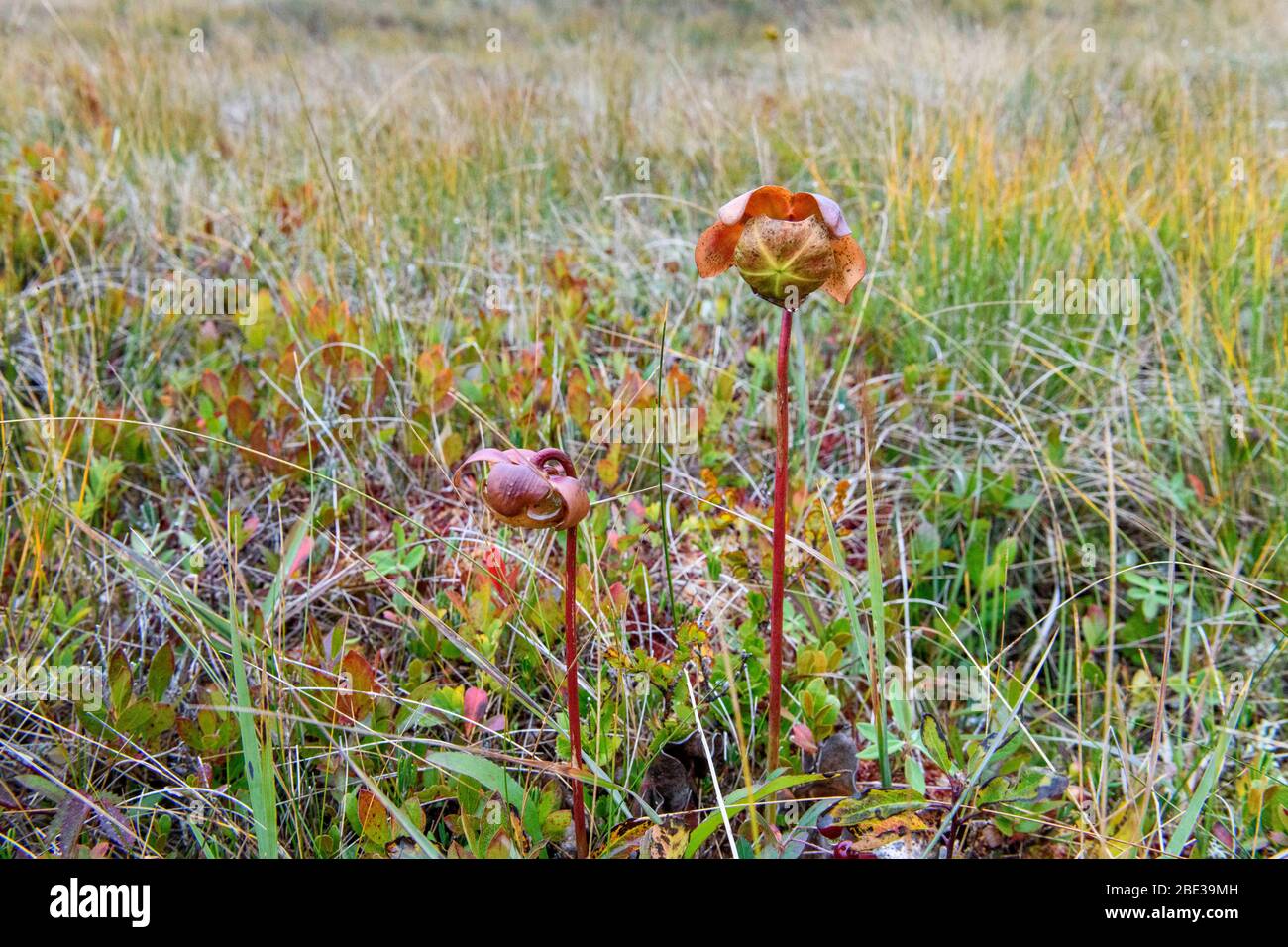 Canadian Maritimes, Canada, Southern Newfoundland. Coinnoire Bay ...