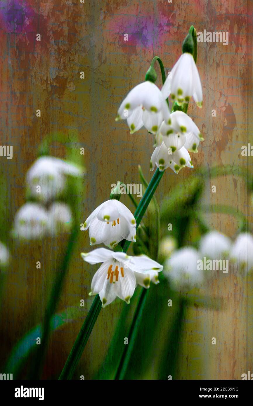 Giant snowflakes flowers hi-res stock photography and images - Alamy