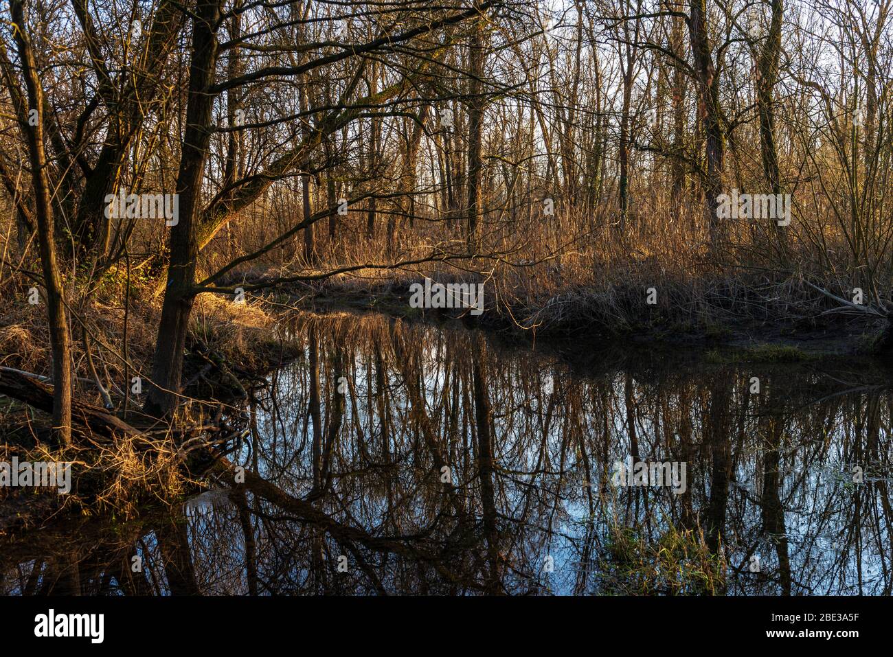 winter landscape over the Ticino rivr banks, Besate, Milano Stock Photo ...