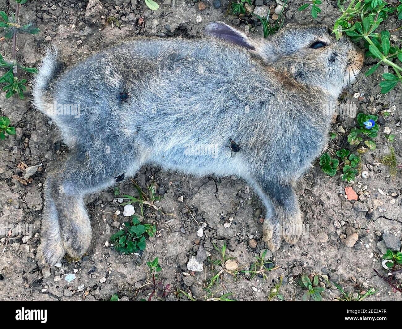 Decomposition rabbit hi-res stock photography and images - Alamy