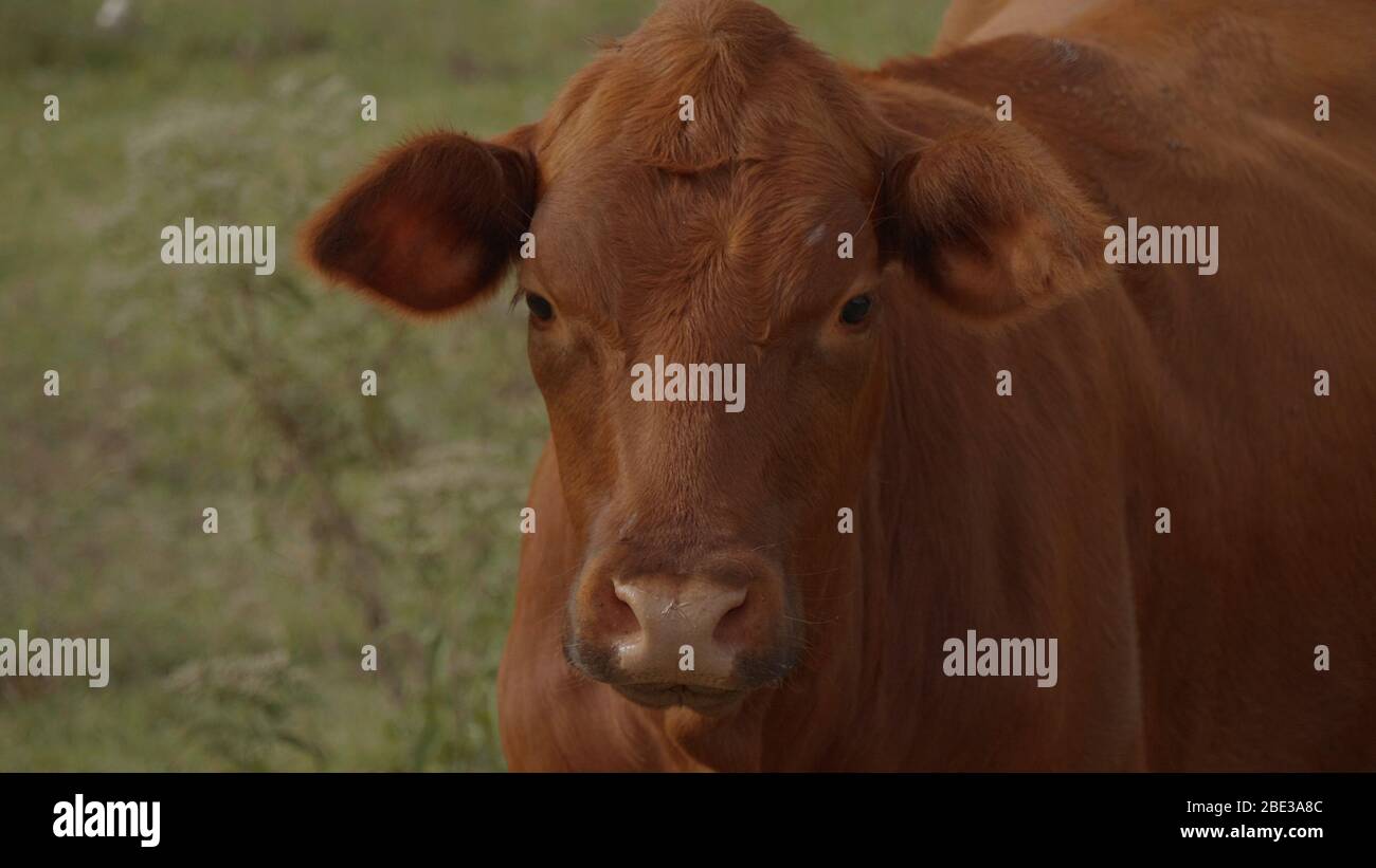 Cows and Cattle on a farm close up shot Stock Photo - Alamy