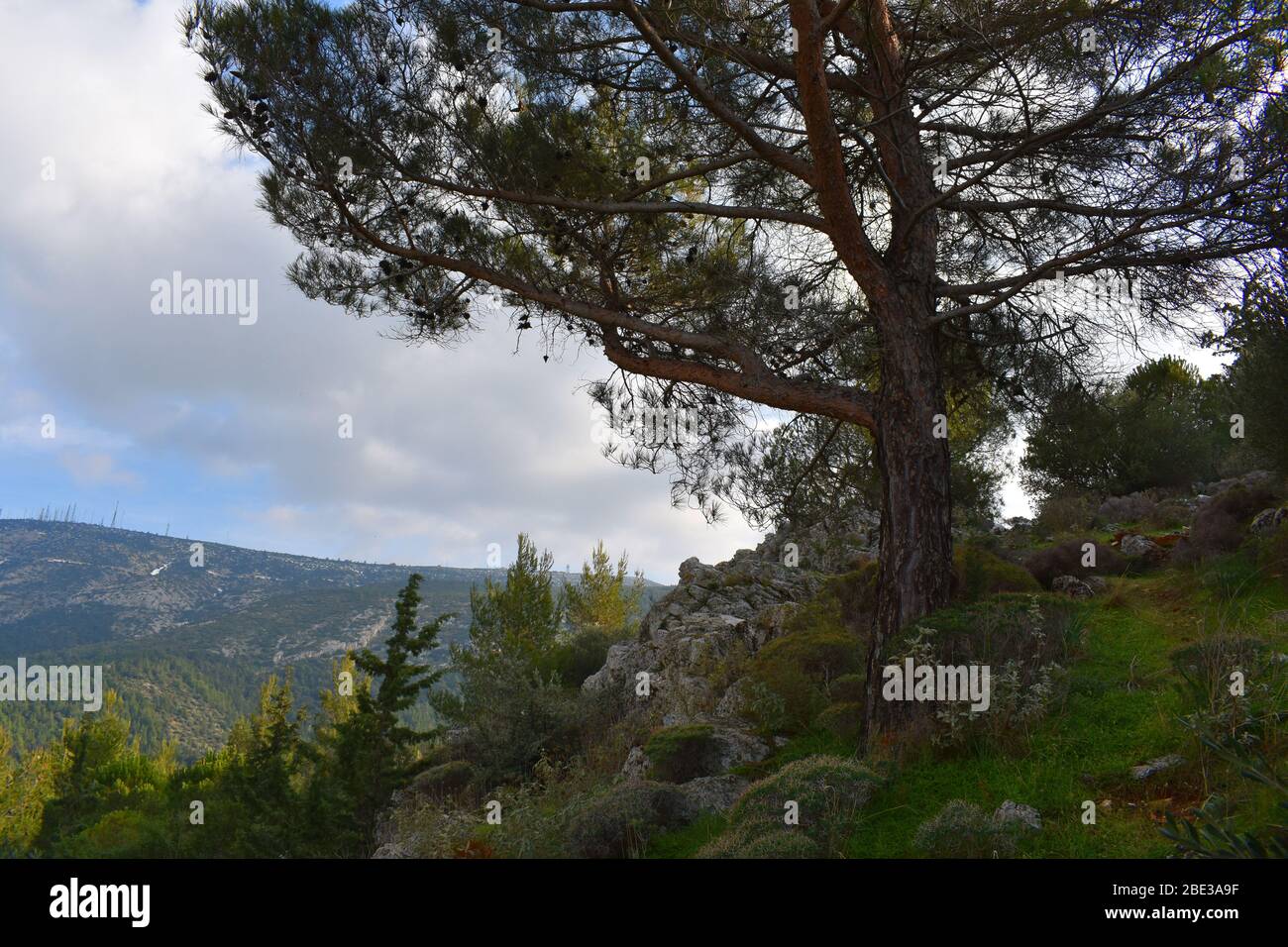 This is a photo of a tree at a mountain in Athens, Greece Stock Photo ...