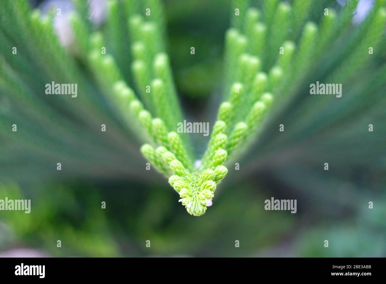 Conifer plant nursery new zealand hi-res stock photography and images ...