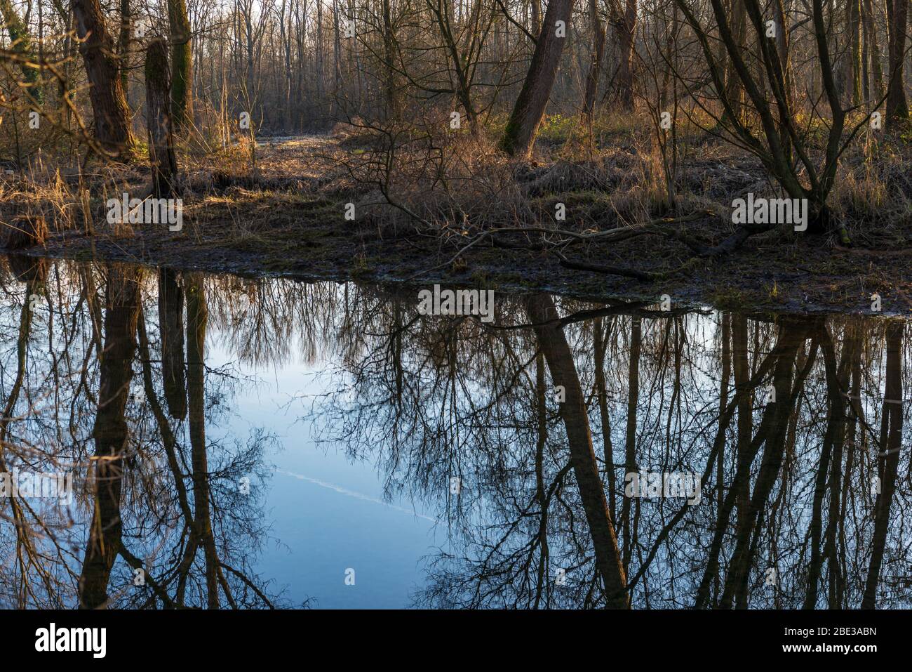 winter landscape over the Ticino rivr banks, Besate, Milano Stock Photo ...