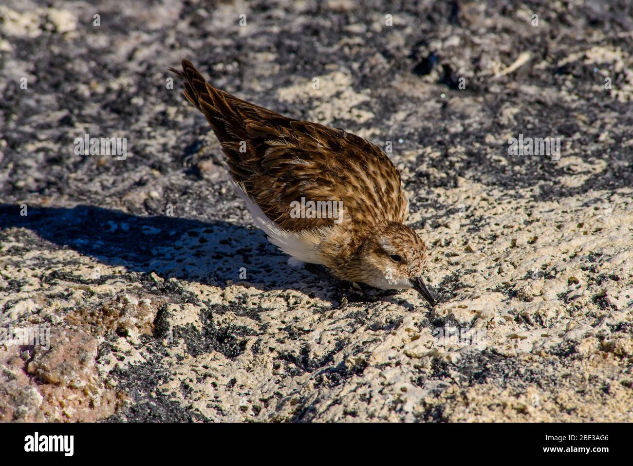 Desierto de puna hi-res stock photography and images - Alamy