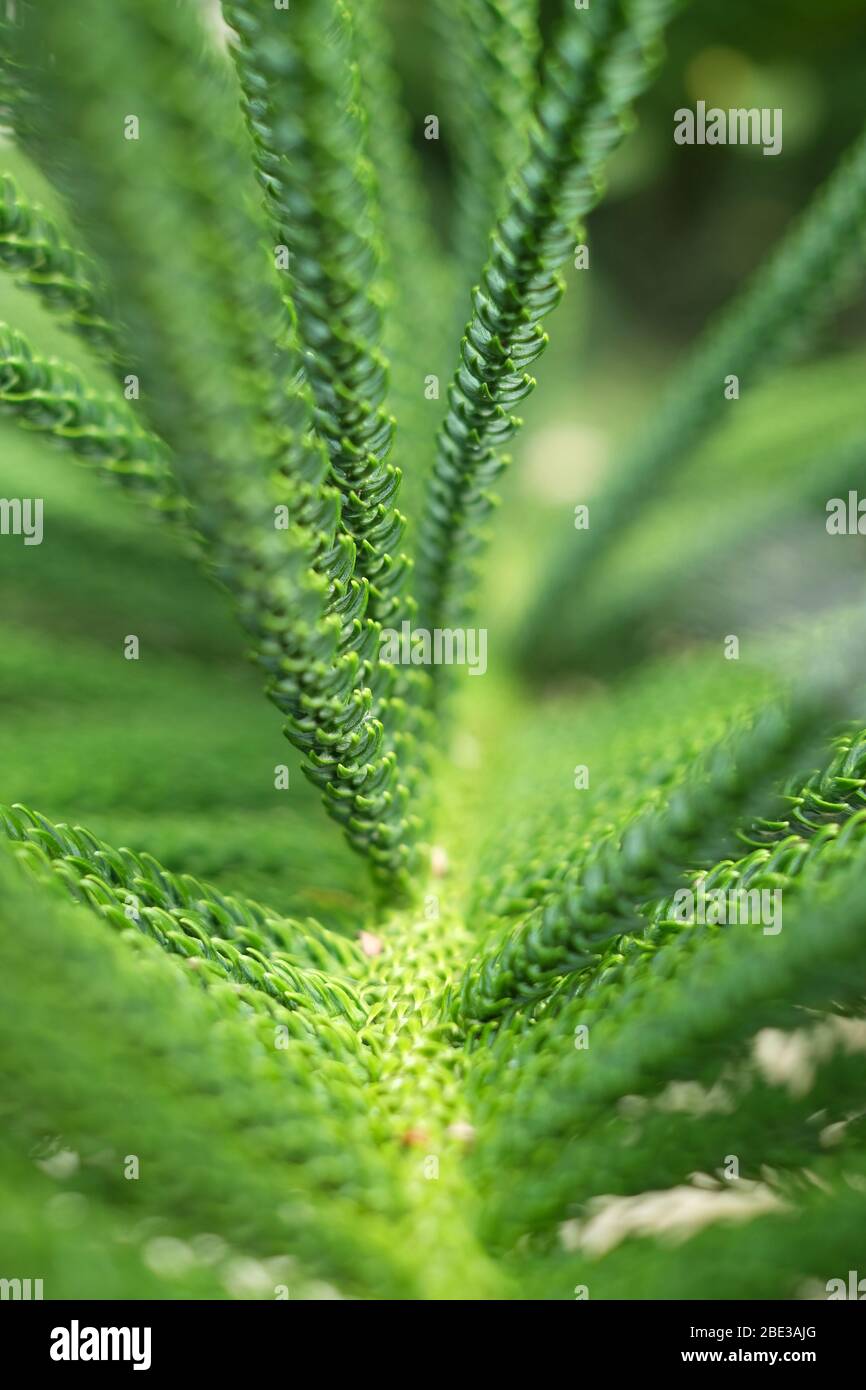 Coniferous species hi-res stock photography and images - Alamy