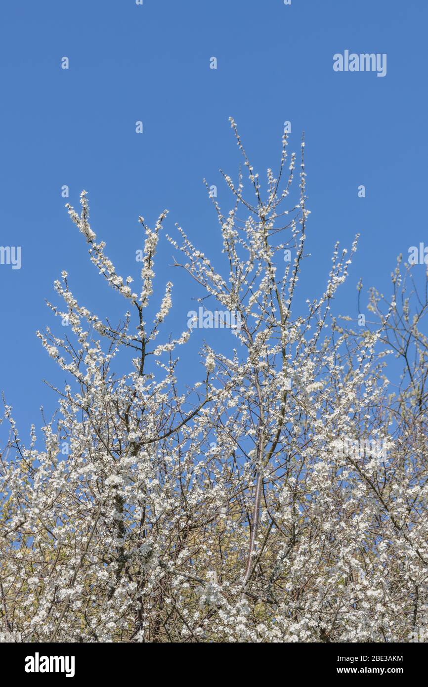 White springtime flowers / spring blossom of Blackthorn / Prunus ...