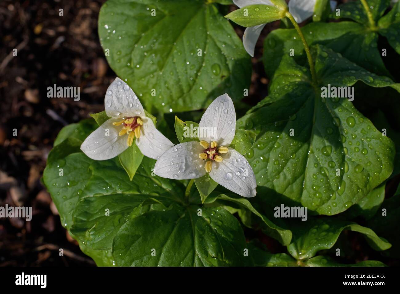 Trillium blooming in the early spring Stock Photo - Alamy