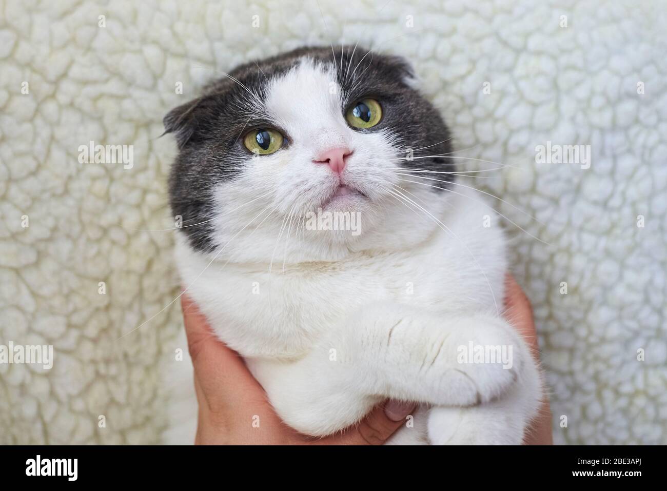 The woman's hand, which holds her cute lop-eared cat on a light ...