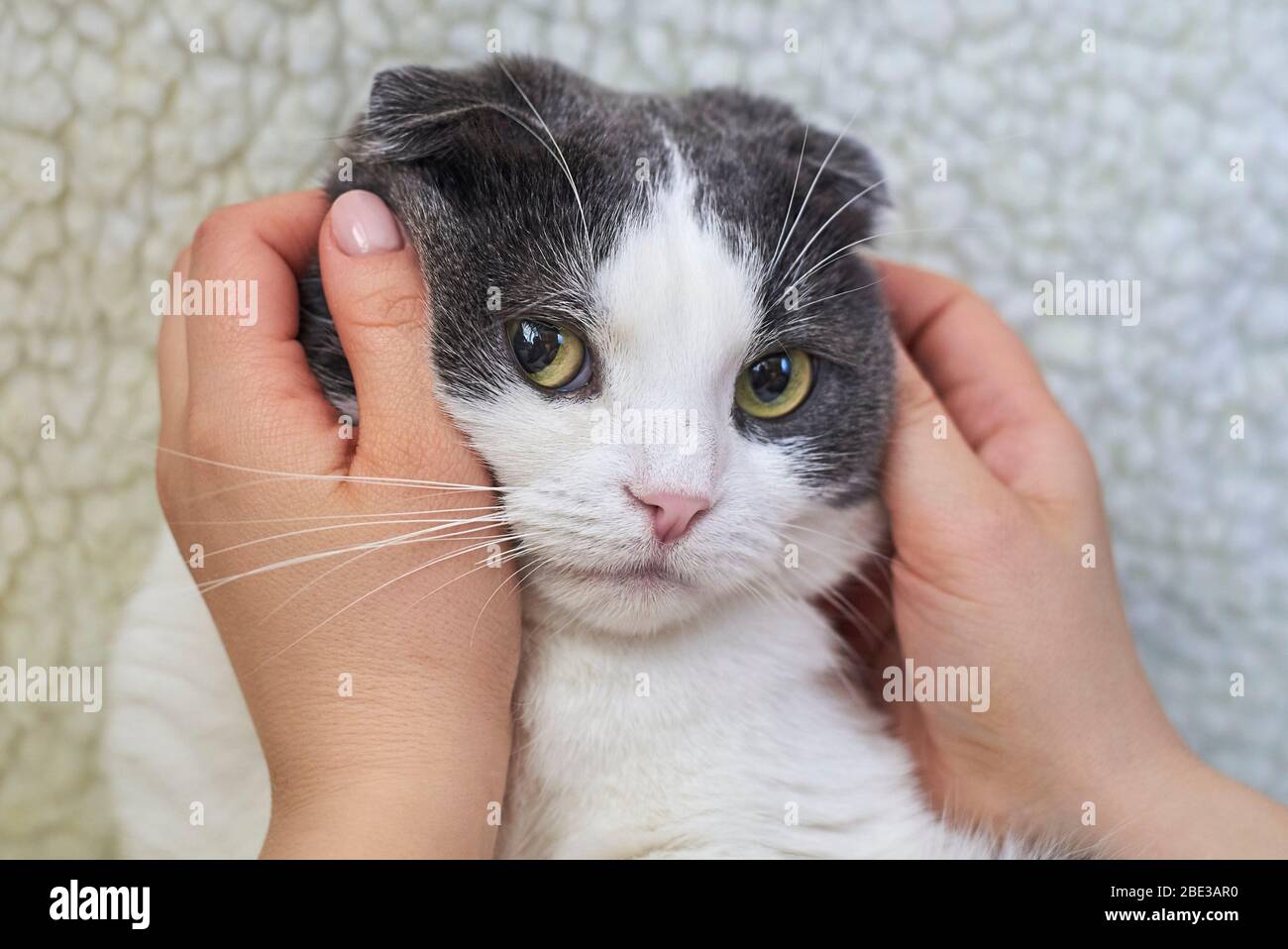 The woman's hand, which holds her cute lop-eared cat on a light ...