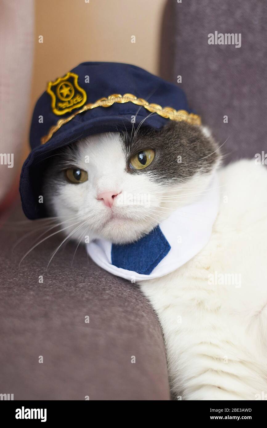 Portrait of a cute funny cat in a police hat and tie Stock Photo - Alamy