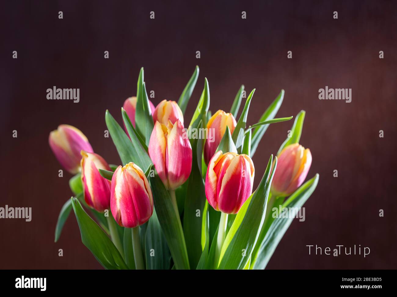 Tulip in water on rusty metal sheet Stock Photo - Alamy