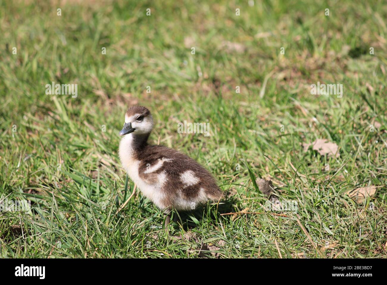 Egyptian goose in citypark Staddijk, Nijmegen the Netherlands Stock ...