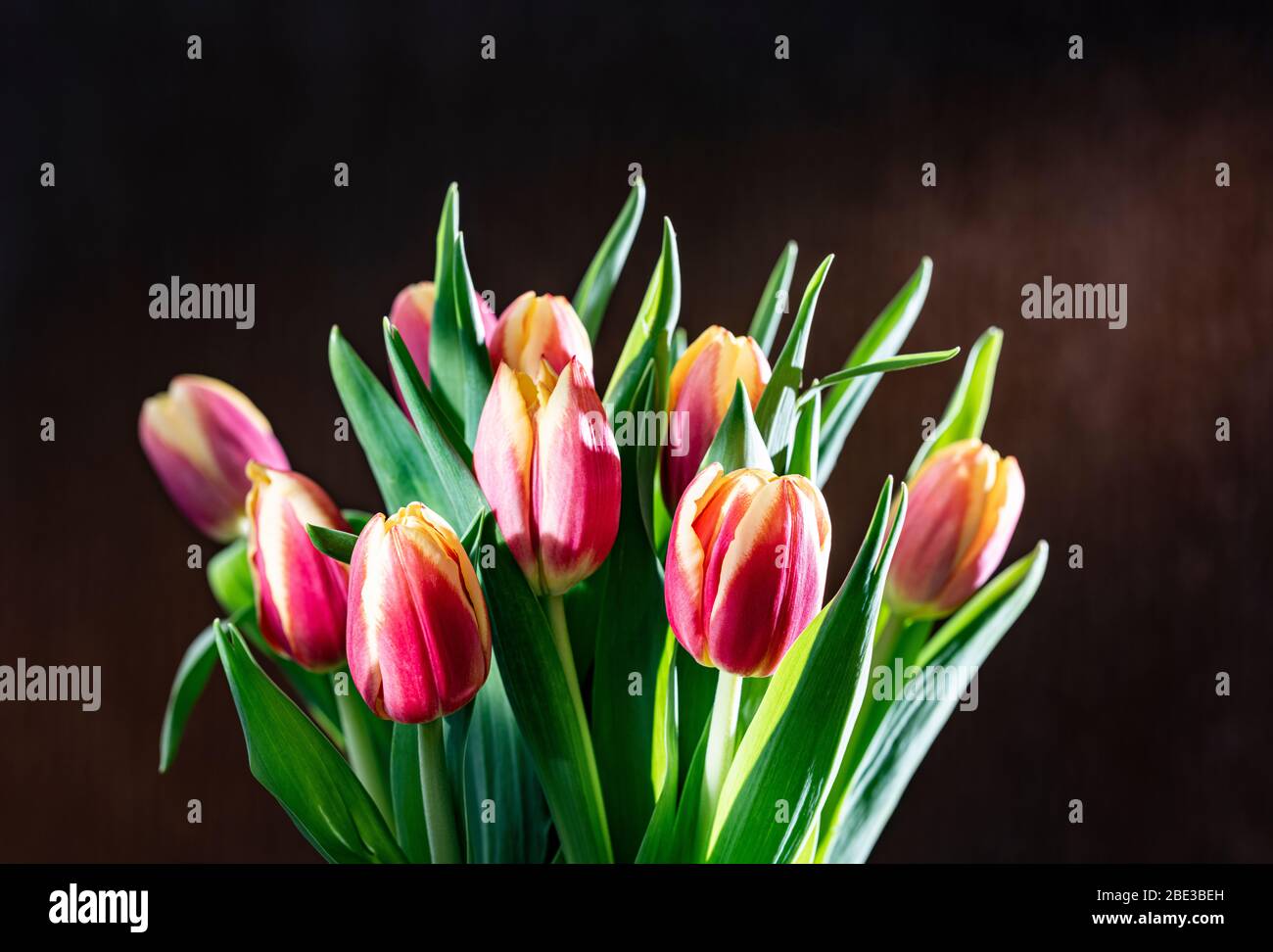 Tulip in water on rusty metal sheet Stock Photo - Alamy