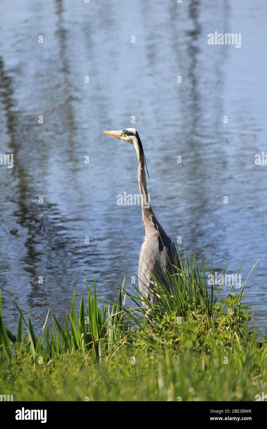Heron with a short neck hi-res stock photography and images - Alamy