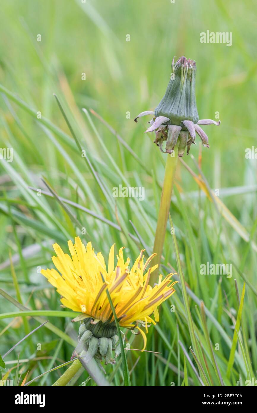 Yellow Dandelion / Taraxacum officinale flower in Springtime sunshine ...