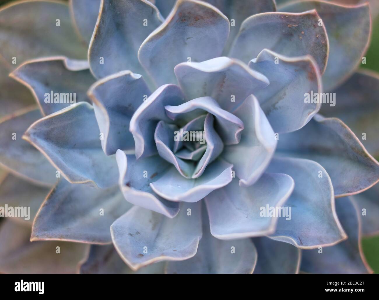Succulent leaves hi-res stock photography and images - Alamy