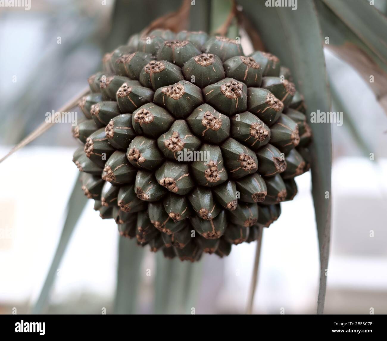 Pandanus fruit hi-res stock photography and images - Alamy