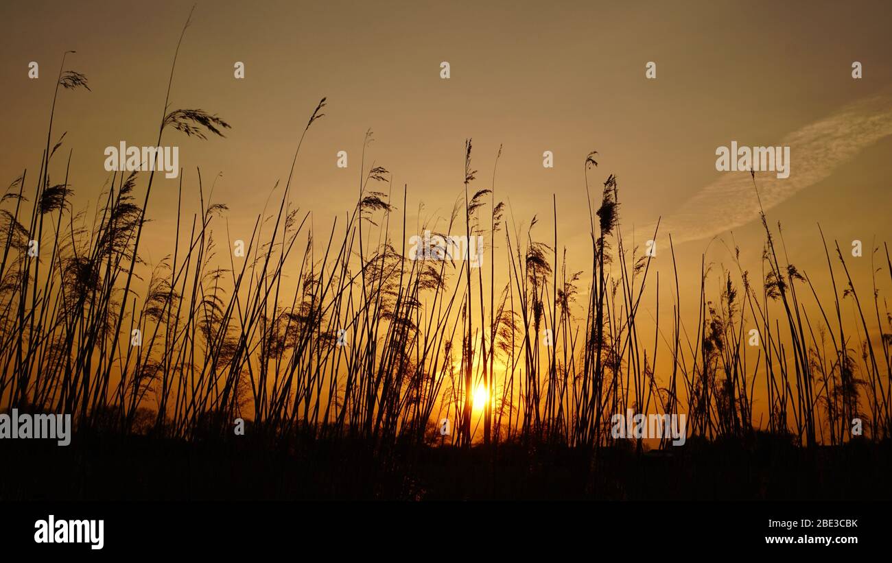 Sunset on the Somerset Levels, England Stock Photo - Alamy