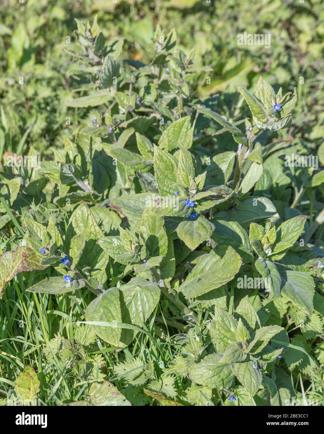 Lengua fresca hi-res stock photography and images - Alamy