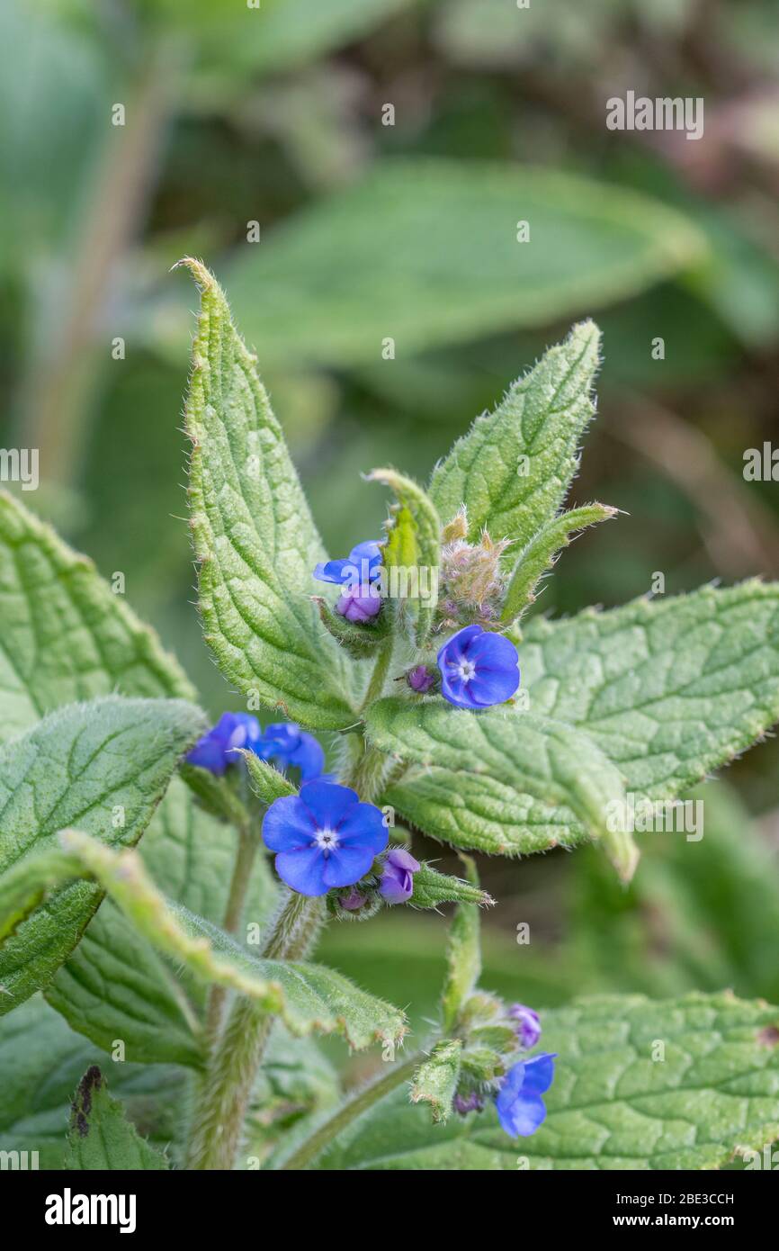 Pentaglottis Sempervirens Blue High Resolution Stock Photography and ...