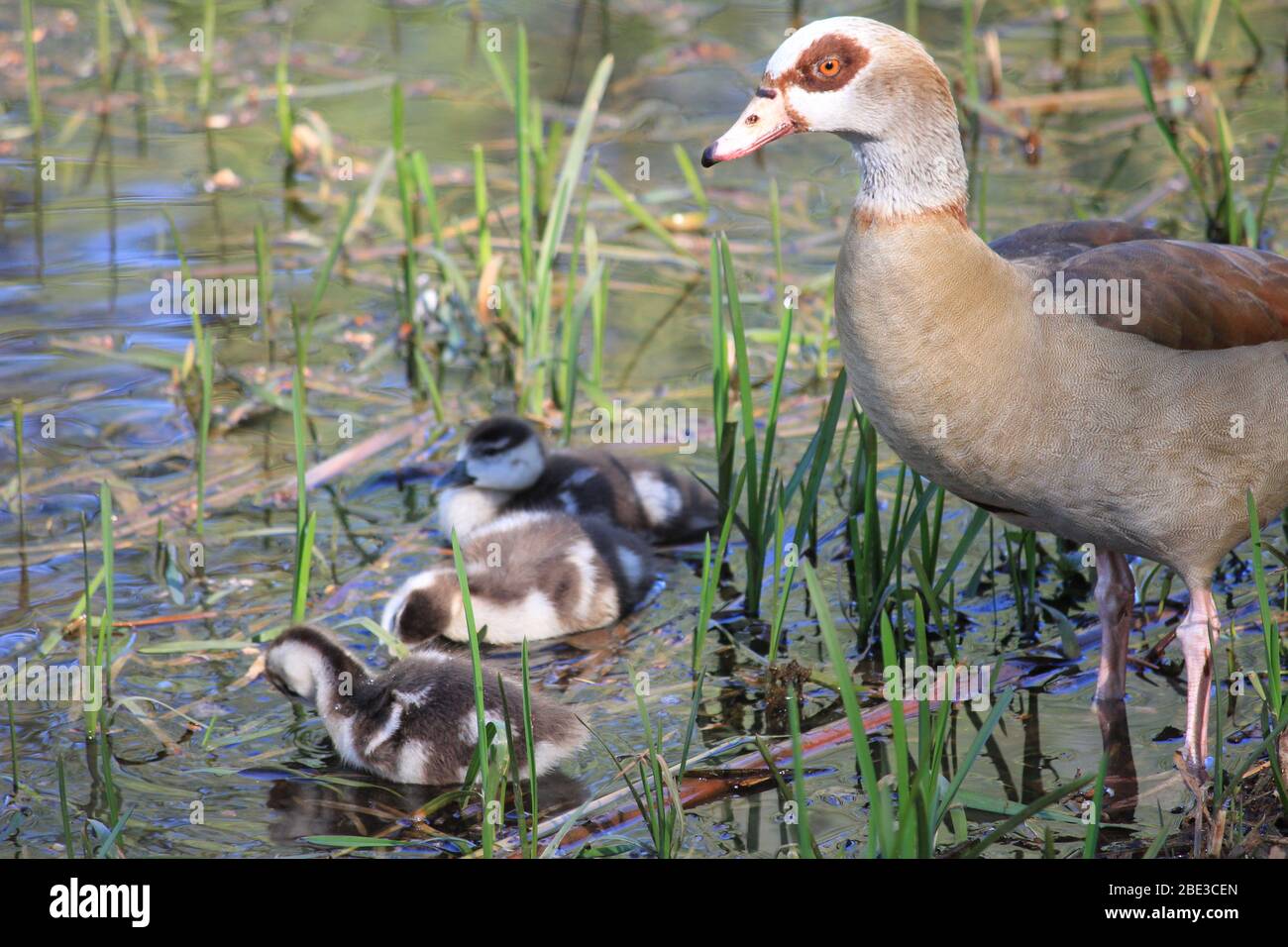 Egyptian goose in citypark Staddijk, Nijmegen the Netherlands Stock ...
