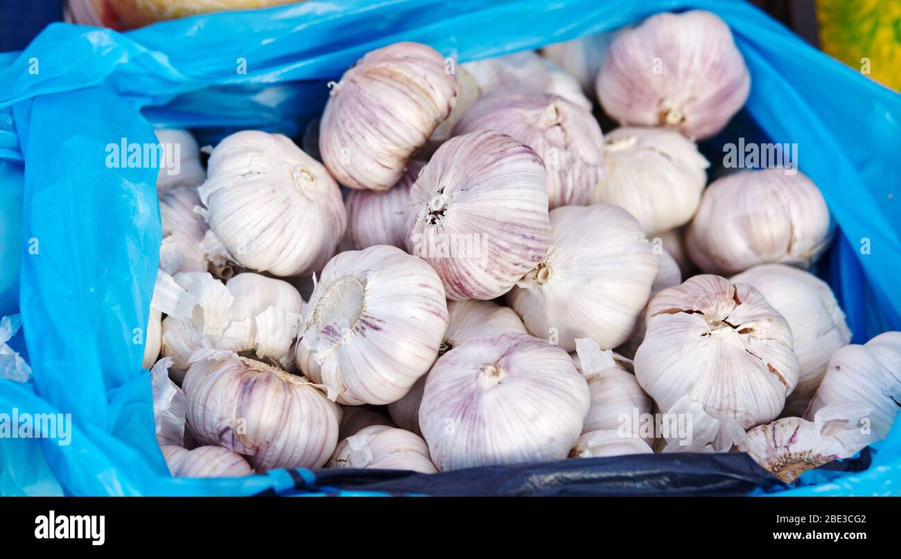 Purple garlic texture background. Fresh garlic on market table close up ...