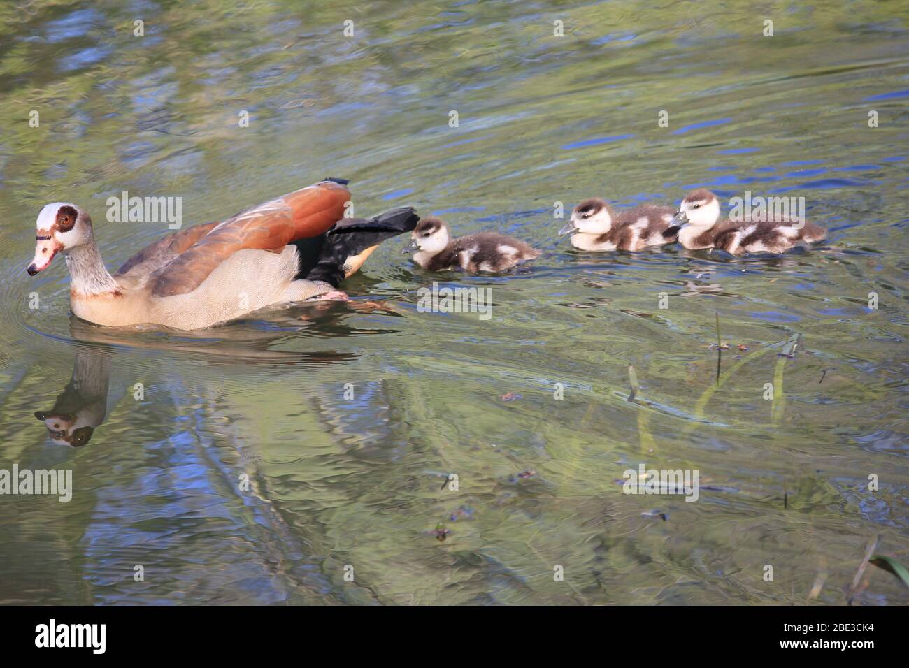 Egyptian goose in citypark Staddijk, Nijmegen the Netherlands Stock ...