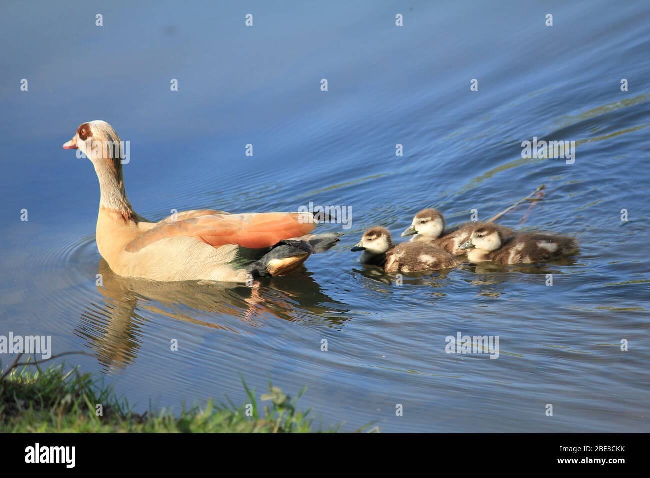 Egyptian goose in citypark Staddijk, Nijmegen the Netherlands Stock ...