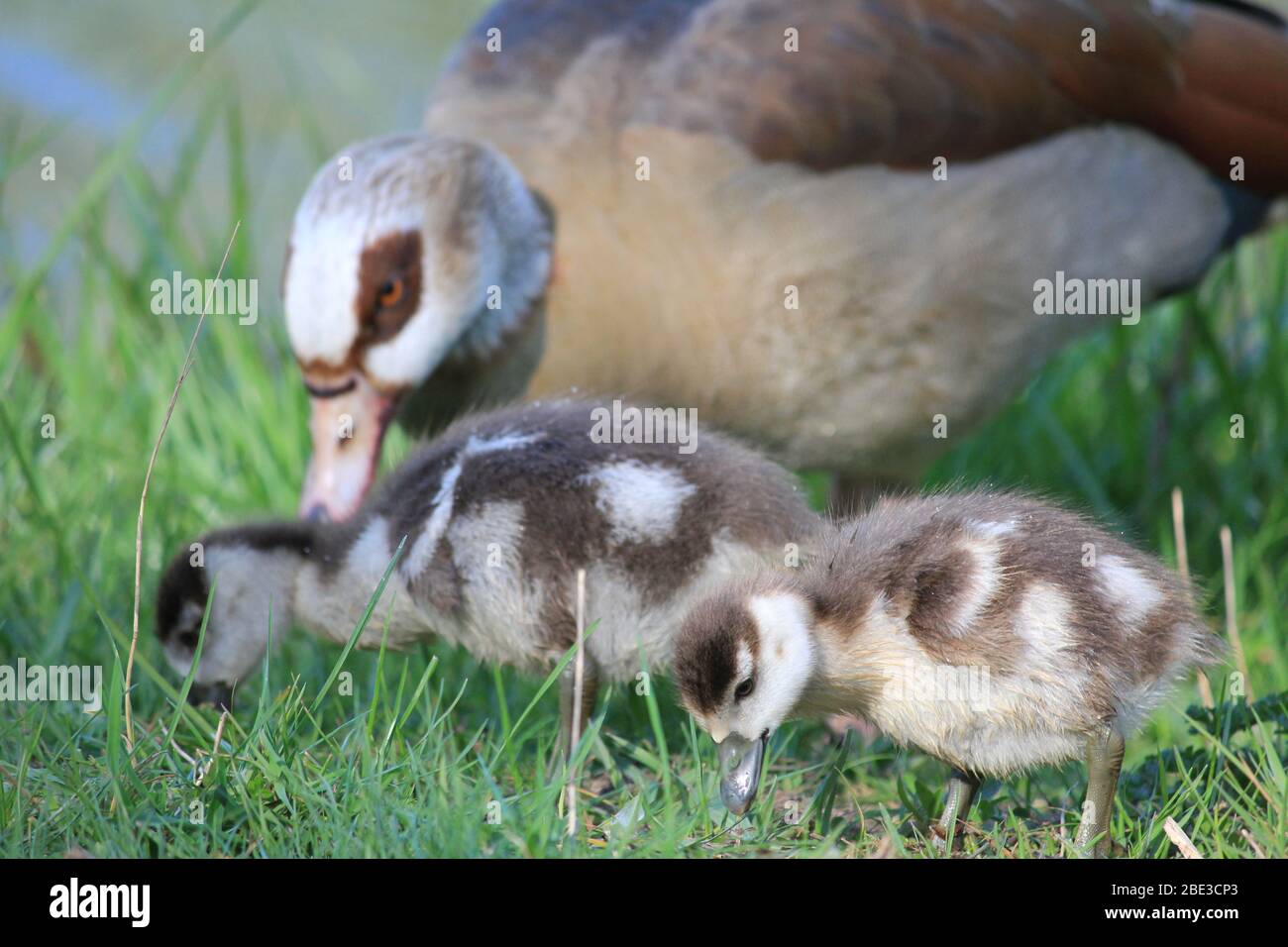 Egyptian goose in citypark Staddijk, Nijmegen the Netherlands Stock ...