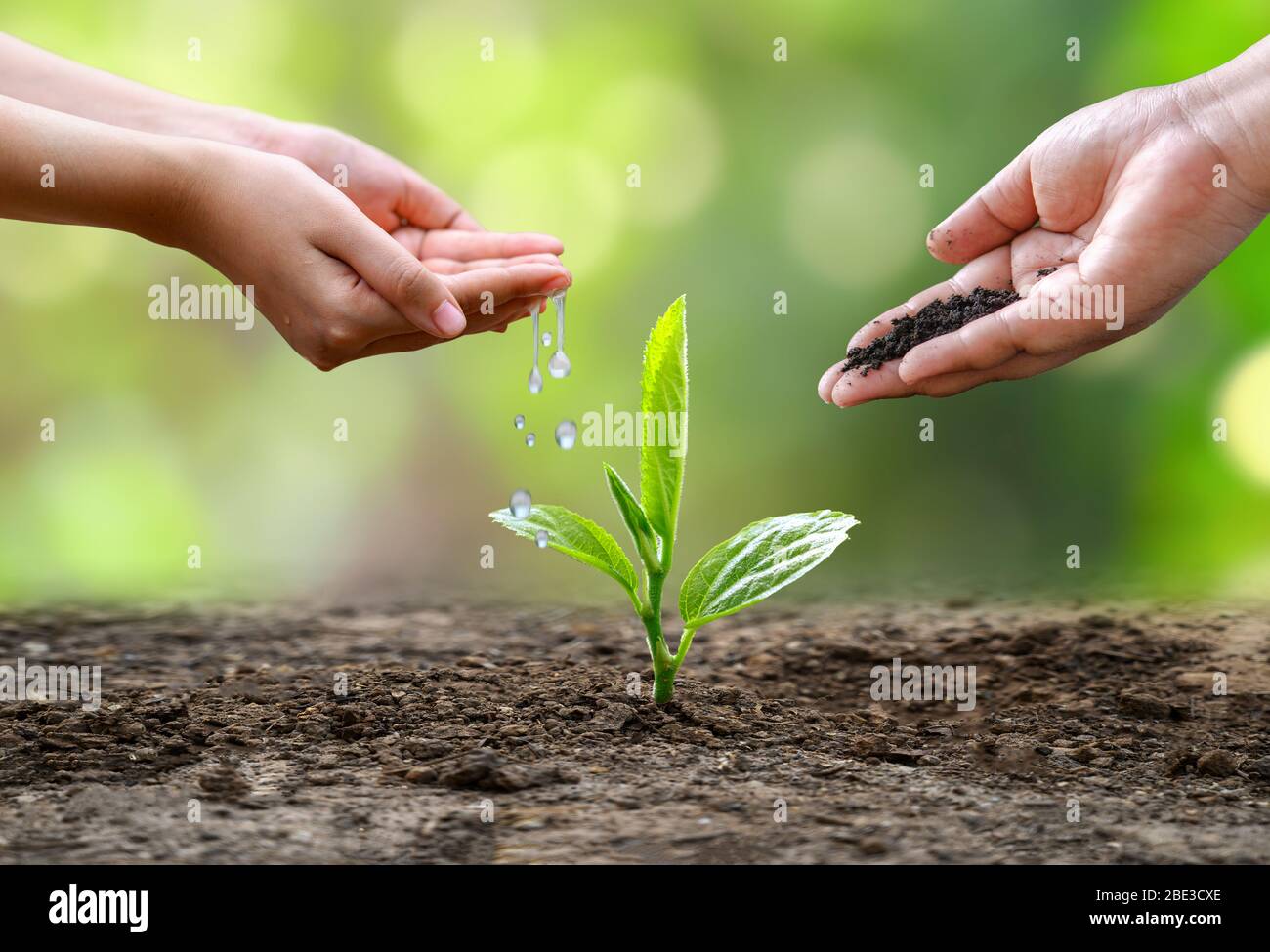 hand Watering plants tree mountain green Background Female hand holding ...