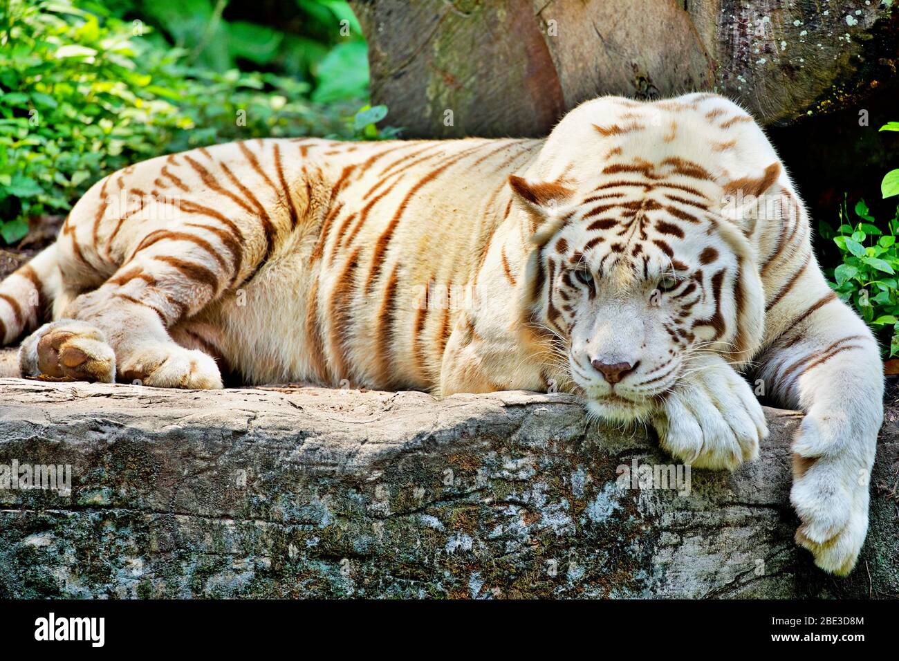 White tiger taking a rest Stock Photo - Alamy