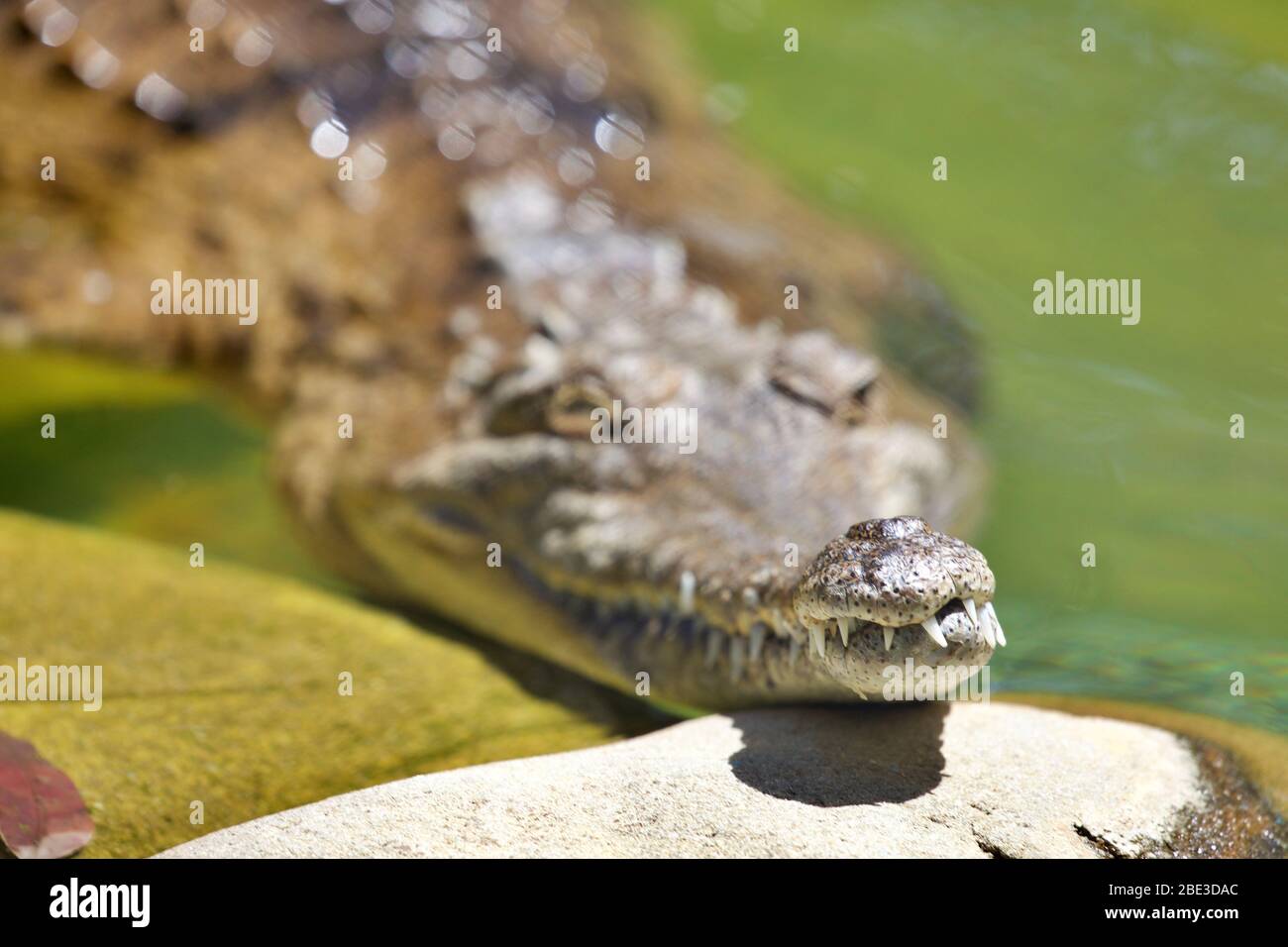 crocodile taking a sun bath Stock Photo - Alamy