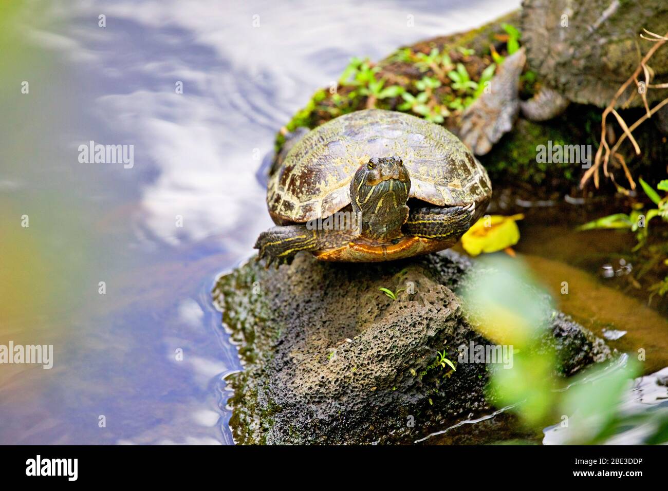 turtle at land Stock Photo - Alamy