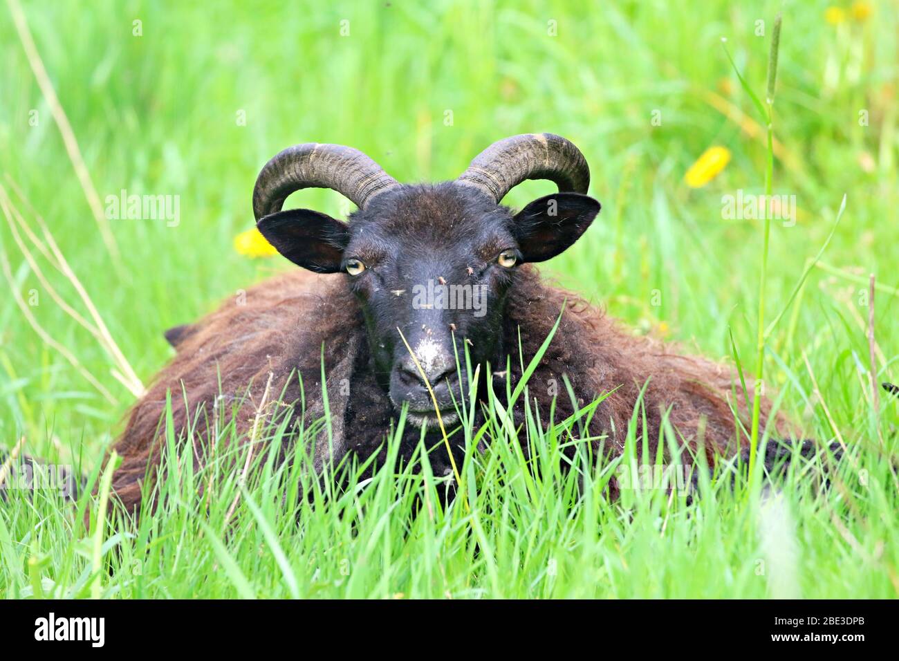 Ram resting hi-res stock photography and images - Alamy