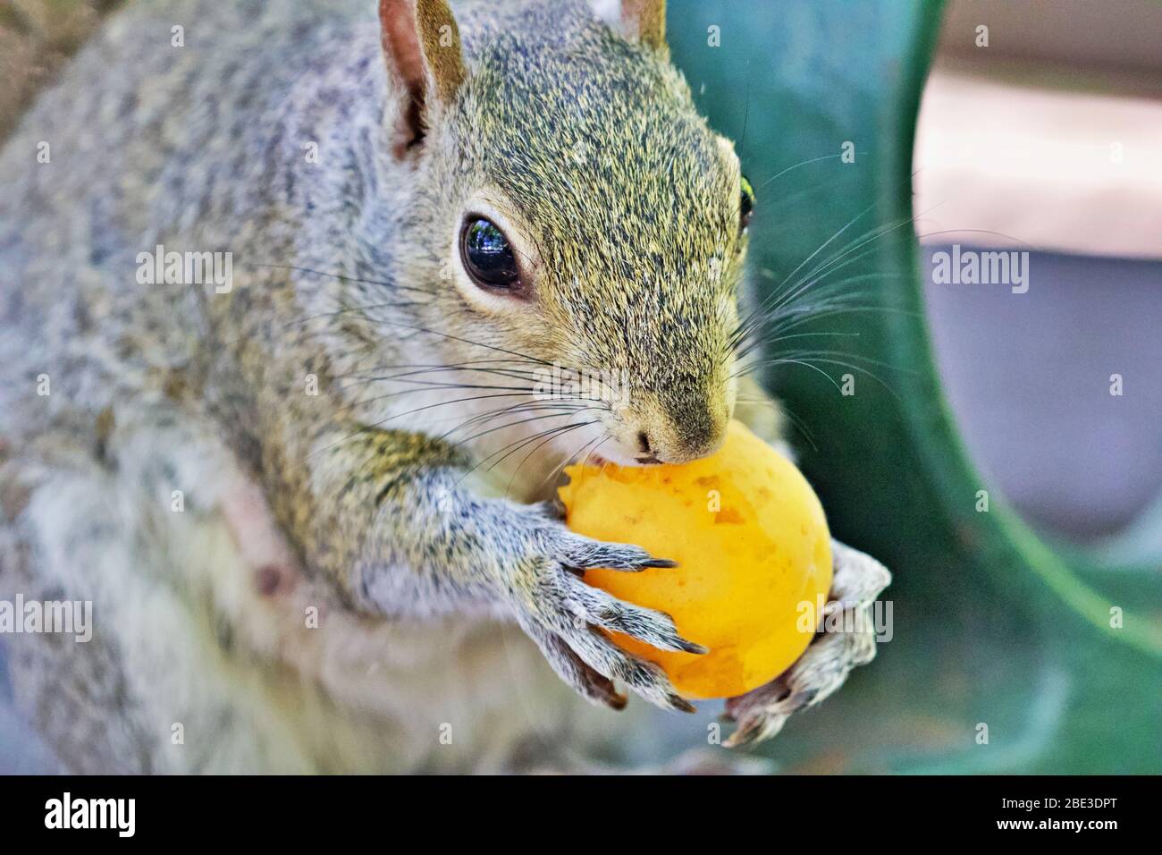 Squirrel having lunch hi-res stock photography and images - Alamy