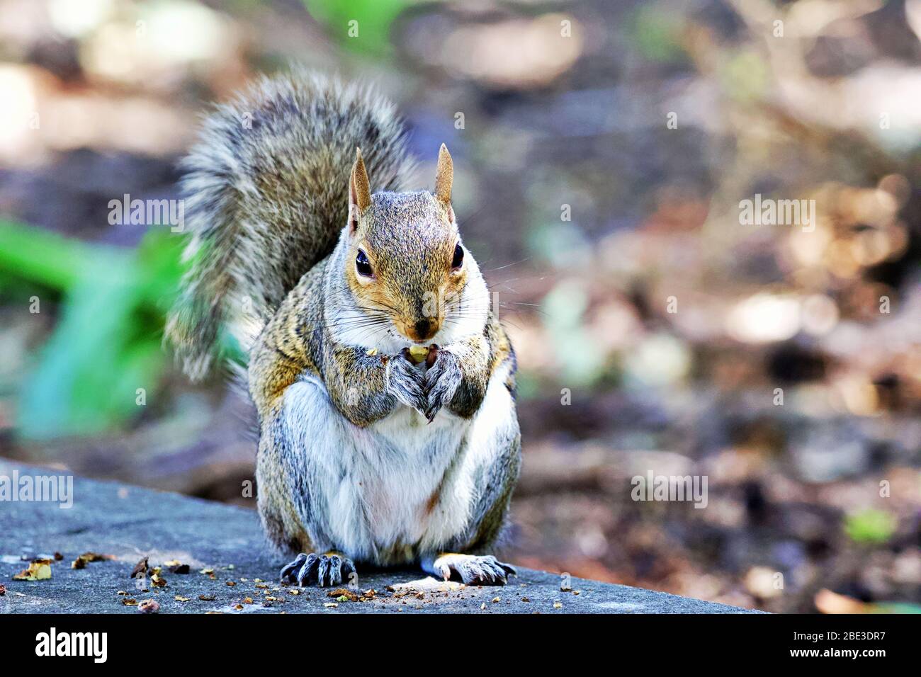 Squirrel having lunch Stock Photo - Alamy