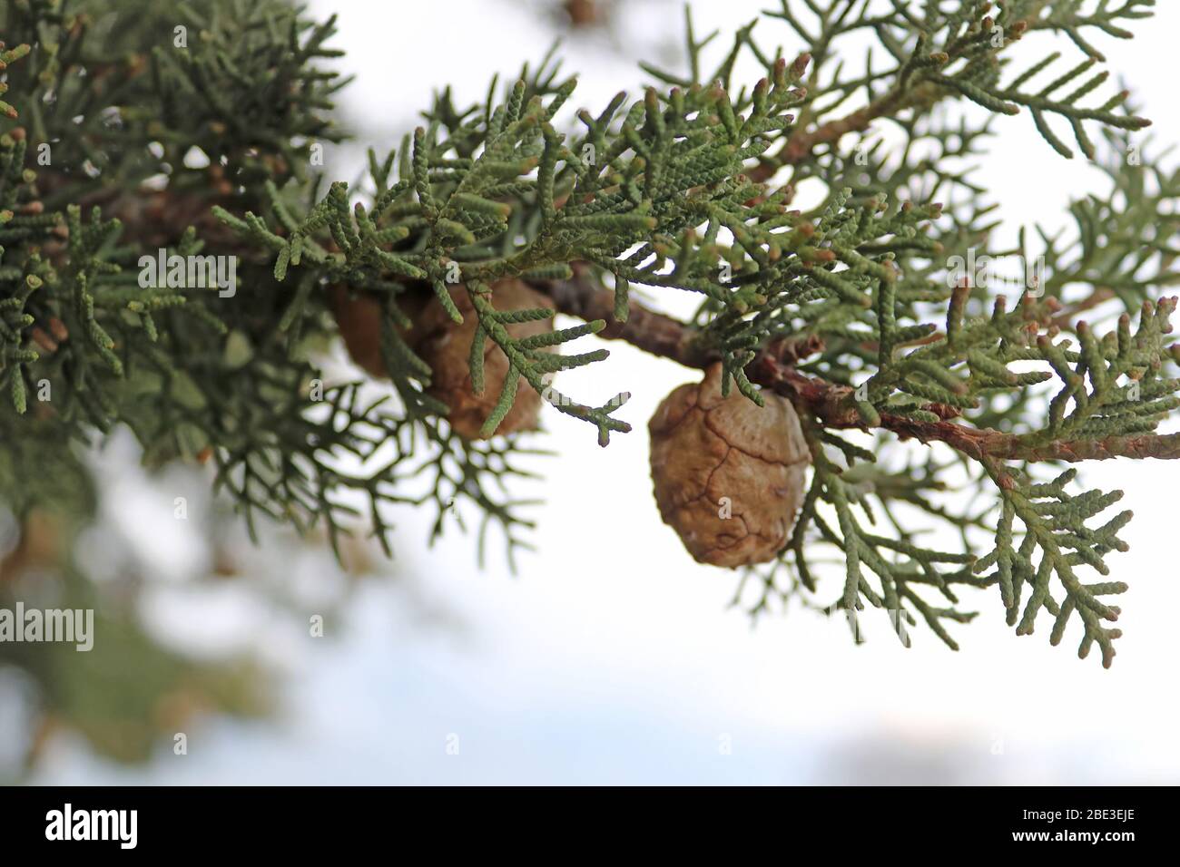 Pencil cedar tree hi-res stock photography and images - Alamy