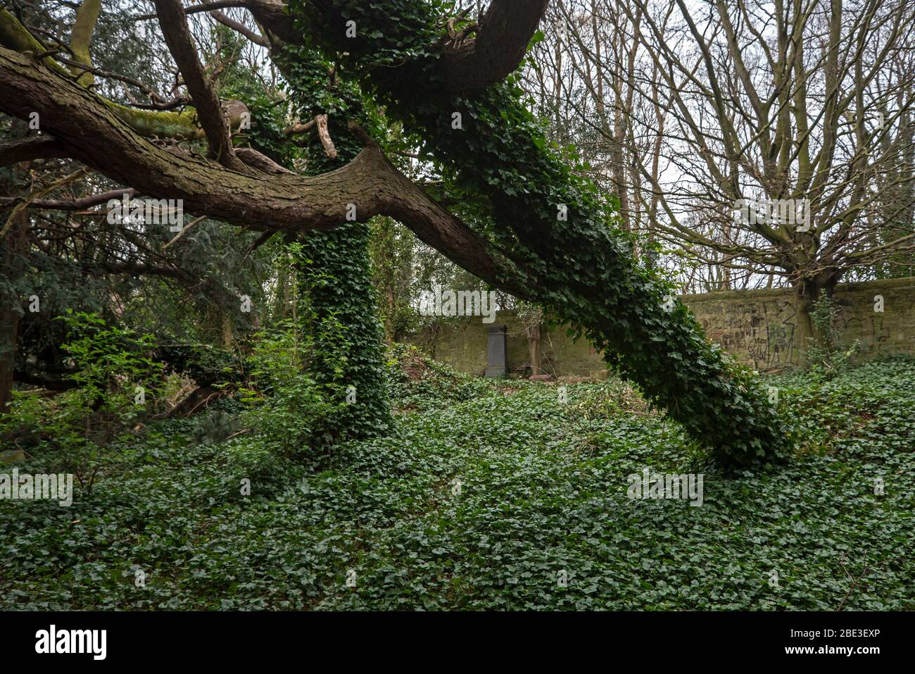 The neglected and overgrown Victorian section of Warriston Cemetery ...