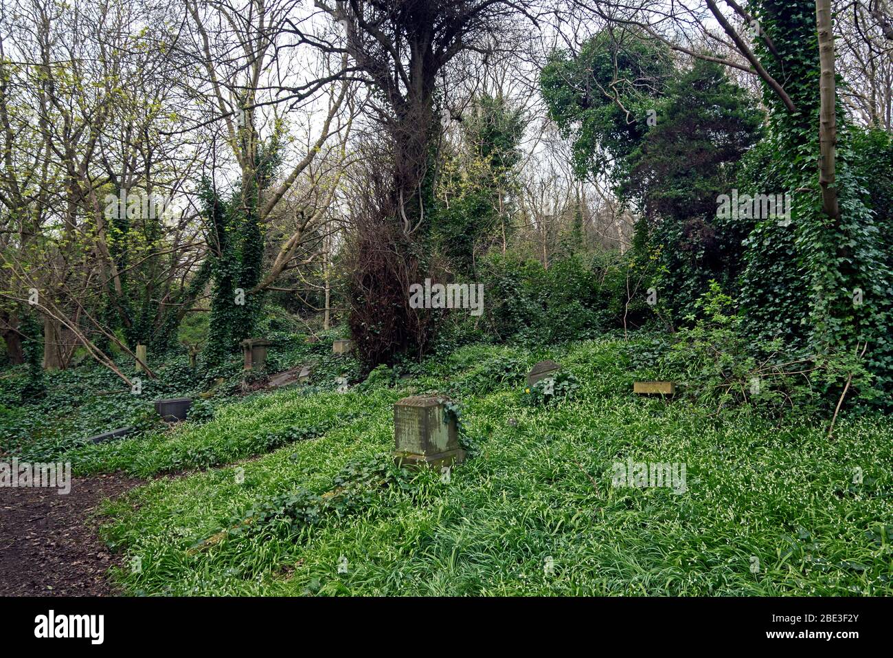 The neglected and overgrown Victorian section of Warriston Cemetery ...