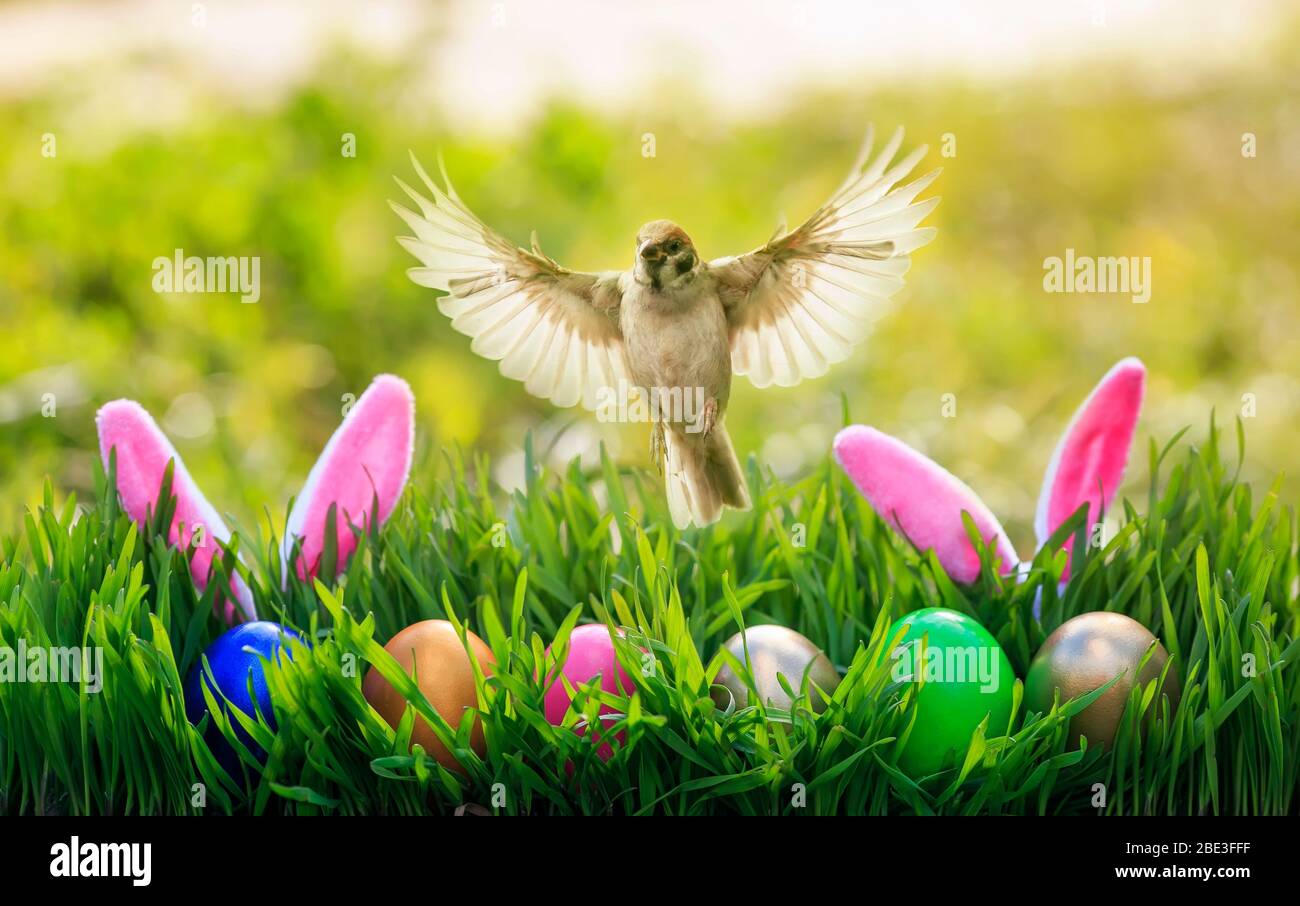 festive Easter card with a Sparrow bird flying with its wings and ...