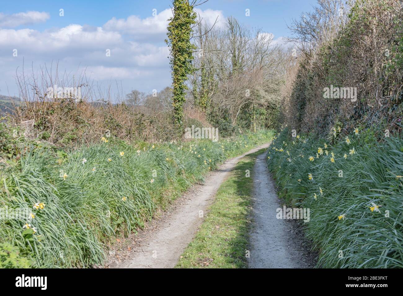 Springtime wild flowers and flowering weeds in winding rural country ...